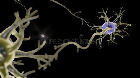 Neuronal And Synapse Activity Illustration Stock Illustration Illustration Of Anatomy