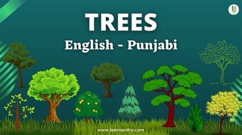 Tree Names In Punjabi And English Common Punjabi Vocabulary