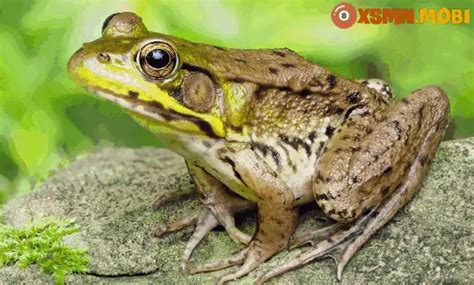 Nằm Mơ Thấy Bắt Ếch Đánh Số Gì Giải Mã Giấc Mơ Chi Tiết Đặt Tên Hay