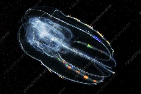 Comb Jelly Stock Image C004 3789 Science Photo Library