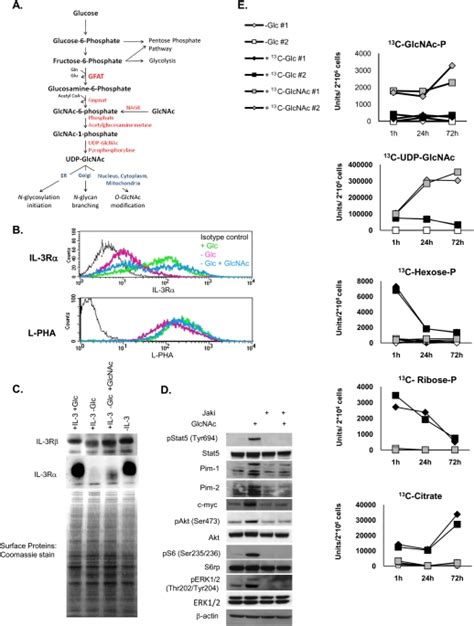 The Hexosamine Biosynthetic Pathway Couples Growth Factor Induced