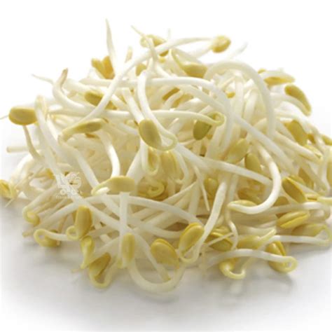 Mung Bean Monggo Sprout Togue 4r Fresh And Frozen