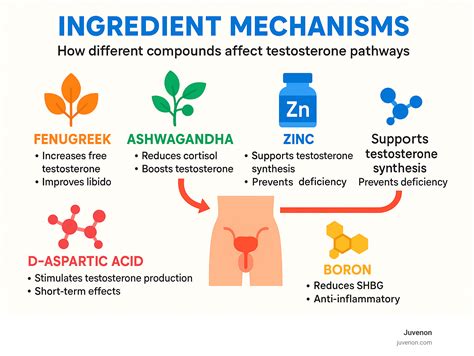 Testosterone Boosters Explained From Ingredients To Effects In Your B