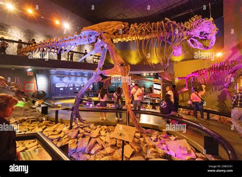 Visitors Looking At A Tyrannosaurus Rex T Rex Dinosaur Fossil Museo