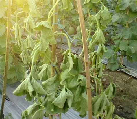 Cara Mengatasi Layu Fusarium Pada Melon Kampustani