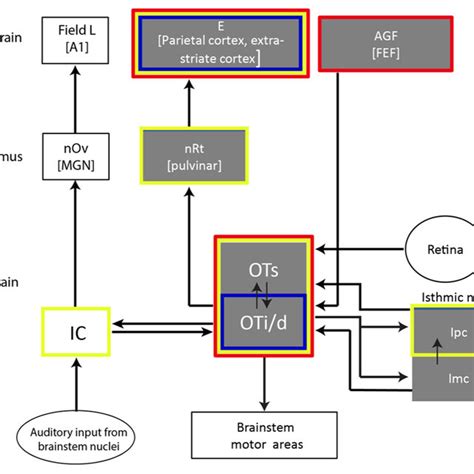 Stimulus Protocols Used To Differentiate Stimulus Specific Adaptation