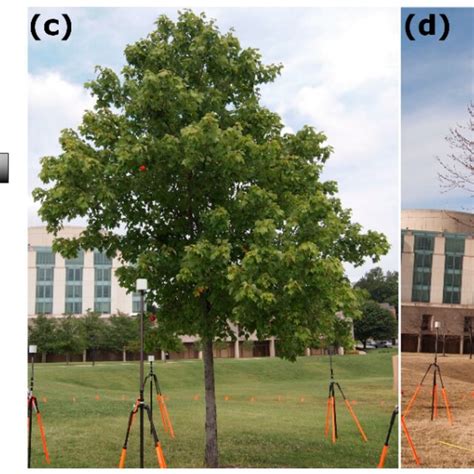 Single Tree Data Collection Configuration With Tls Locations Indicated