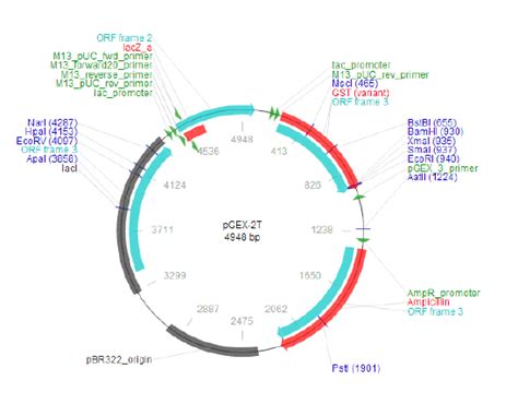 Pgex 2t大肠杆菌表达载体说明 Word文档在线阅读与下载 无忧文档