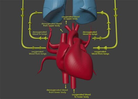 3d Model Of Systemic Blood Flow Diagram By Azekapeka