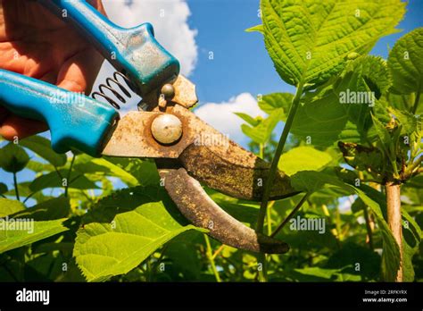 Farmer Who Make Pruning Of Bushes With Secateurs Gardening Tools