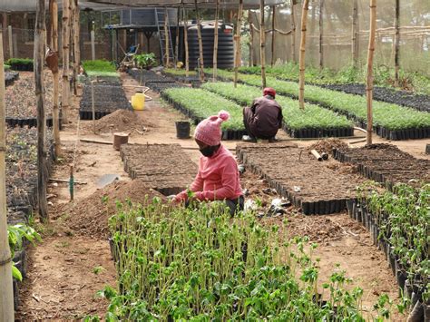 Transforming Tree Nurseries Into Gender Inclusive Enterprises In Central And Eastern Kenya