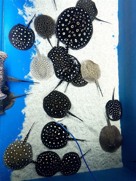 Freshwater Stingray Breeds