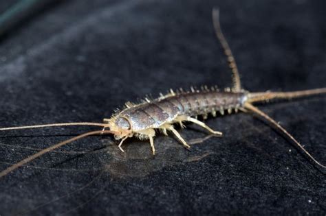 Tiny Bugs On Window Sill What Are They Home Care Zen