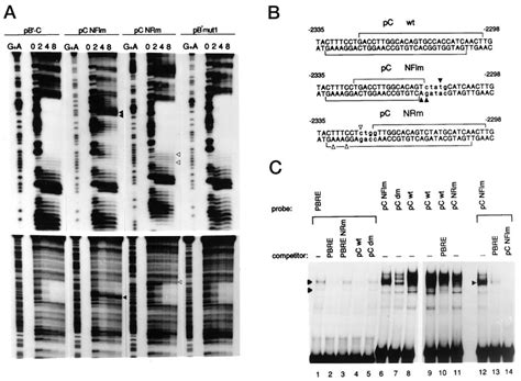 Mutations Of Either NFI Or NR Motifs Within Binding Site PC Affect Download Scientific Diagram