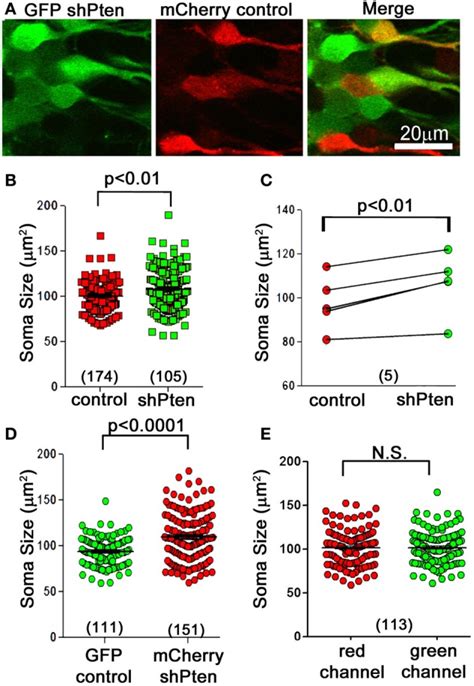 Neuronal Hypertrophy In Lentiviral Pten Knockdown Neurons A Lentivirus Download Scientific