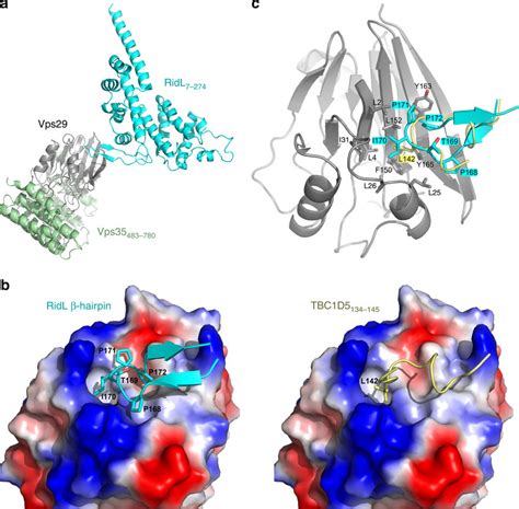 Information Driven Docking Of Ridl And Vps29 A Docking Of Ridl Cyan Download Scientific