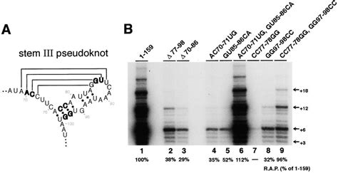pseudoknot structure is important for repeat addition processivity a