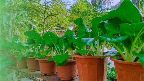 Growing Pechay In Pots A Complete Guide Organic Harvest Home
