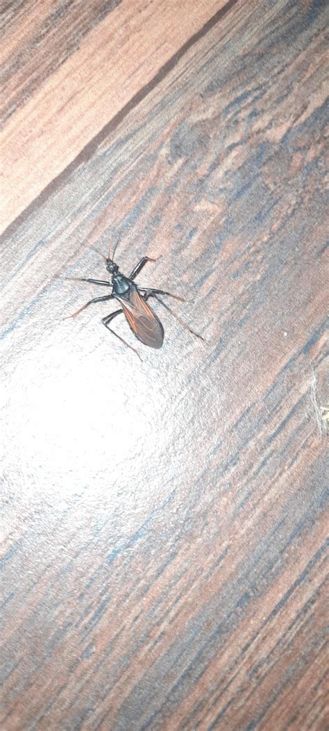 Triatoma Infestans Rwhatsthisbug