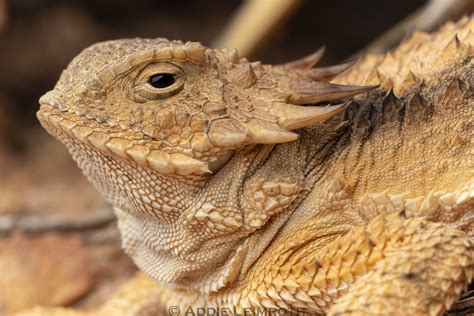 Phrynosoma Solare Regal Horned Lizard Addie Leimroth Flickr