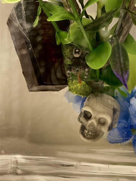 My P Audax Has Grown A Gorgeous New Grey Butt Rjumpingspiders