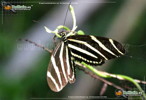 Zebra Longwing