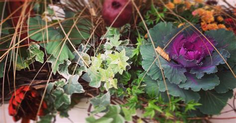 Top 10 Plants For Fall Winter Planters