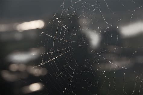 Web Drops Dew Free Photo On Pixabay Pixabay