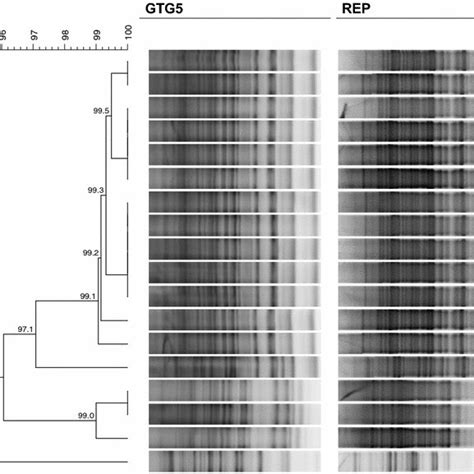 Dendrogram Generated From Cluster Analyses And Showing The Percentage