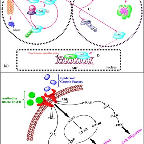 A Nrf 2 And B Mapk Pathways In Nsclc Download Scientific Diagram
