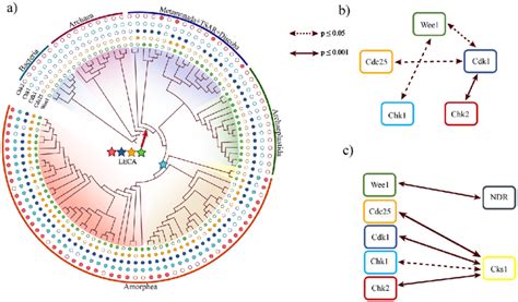 Phylogenetic Analyses Of Wee1 Cdc25 Cdk1 Chk1 And Chk2 A
