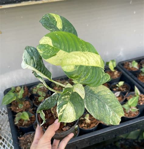 Limited Time Rhaphidophora Puberulla Variegated 6 Pot From Thailand