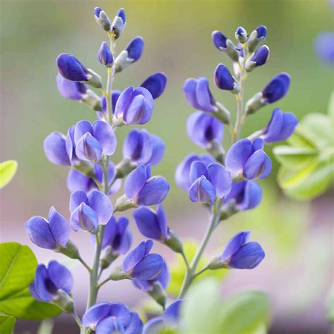 Blue Wild Indigo Flower Seeds Grow Beautiful Flowers Indoors Outdoors In Pots Grow Beds