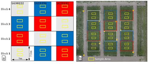 Illustration Of The Randomized Complete Block Design Showing A The