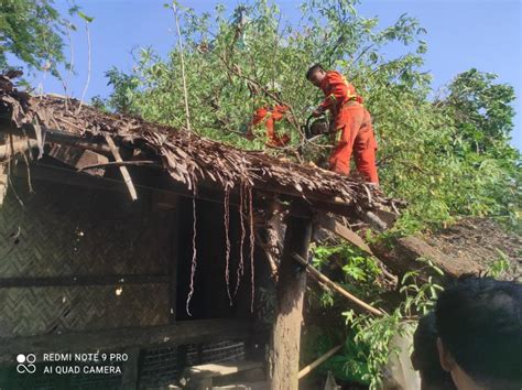 မင်းပြားမြို့၌ မိုခါမုန်တိုင်းတိုက်ခတ်မှုကြောင့် ပိမိနေသည့်သစ်ပင်ကြီးများ၊ သစ်ကိုင်းခက်များအား