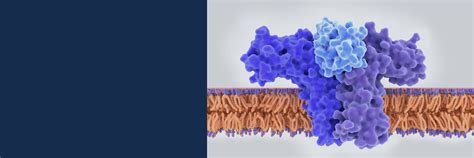 Gilson Article Synthetic Peptide Purification Using Preparative Lc