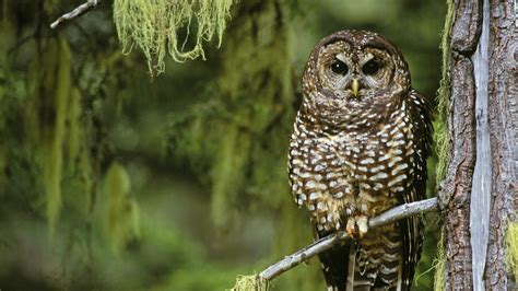 Tiny Owl Gets More Protection Twibnews