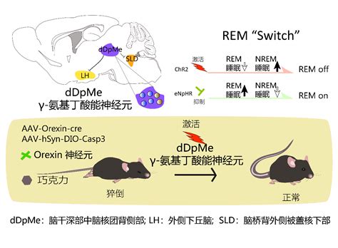 基础医学院黄志力课题组研究发现中止rem睡眠的新核团及神经环路
