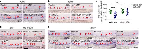 Notch Signaling Acts Downstream Of Primary Cilia In Regulating