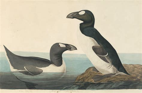 Audubons Watercolors Pl 341 Great Auk Audubons Watercolors The