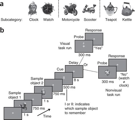 Experimental Design A Object Images Were From Three Broad Categories Download Scientific
