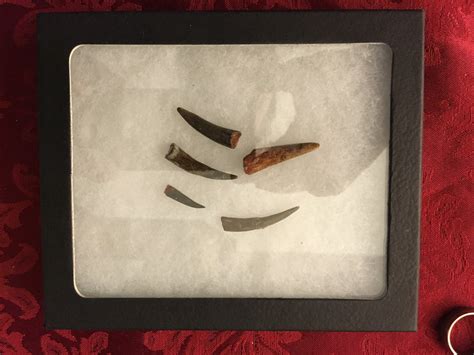 Pterodactyl Tooth Fossil Set For Sale Amazing Relics