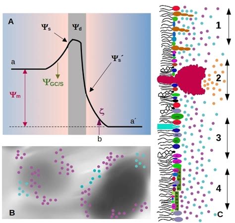 Scheme Illustrating Membrane Electrostatics A Electrostatic