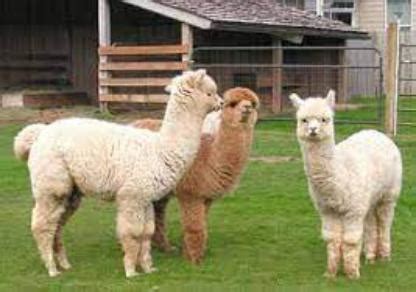 Sheep Open Dataset Object Detection Dataset By Somethings