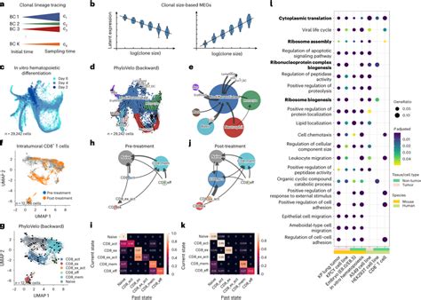 Phylovelo Inference With Clonal Lineage Tracing Data And Megs Are