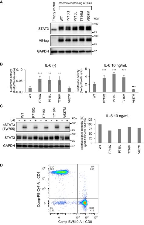 Novel Germline Stat3 Gain Of Function Mutation Causes Autoimmune