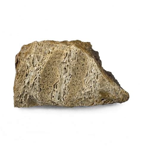 Fossils For Sale Fossils Partial Hadrosaurus Jaw From Montana Usa Edmontosaurus