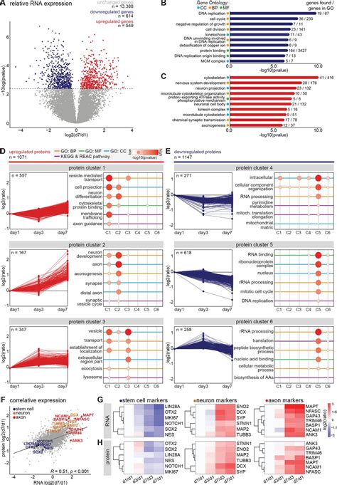 Quantitative Mapping Of Transcriptome And Proteome Dynamics During