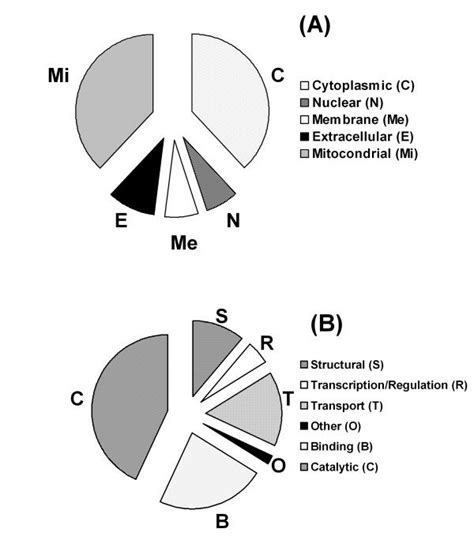 Subcellular Localization And Molecular Functions Subcellular Download Scientific Diagram