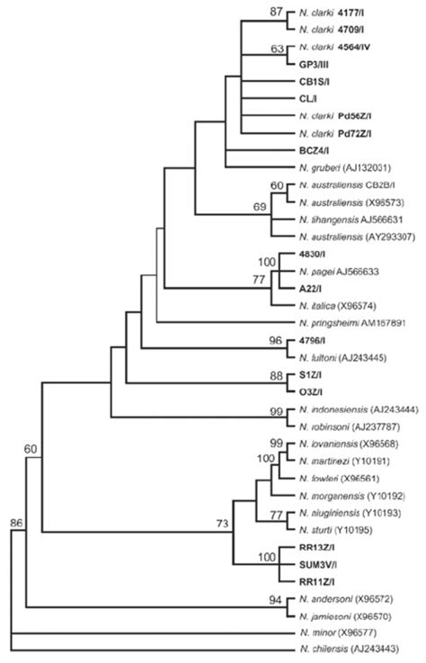 maximum parsimony tree strict consensus of two trees for its